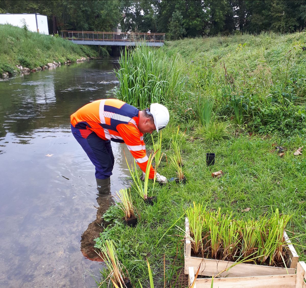 Chantier de continuité écologique sur l'Orge_Plantation d'hélophytes ...